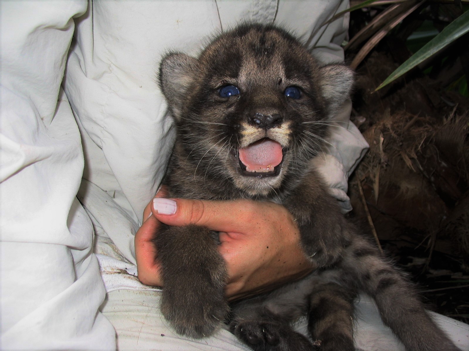 Save the Florida Panther Kittens from Troyer’s Greed - Healthy Gulf